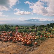 KULA COUNTRY FARMS - Updated April 2025 - 1003 Photos & 131 Reviews ...