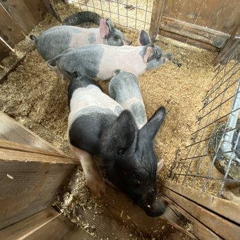 TEMPLE HALL FARM PARK - Updated October 2025 - 57 Photos & 25 Reviews ...