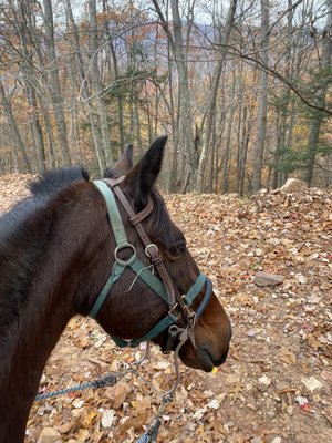 YOKUM’S SENECA ROCKS STABLES - Updated November 2025 - 16 Photos - 249 ...
