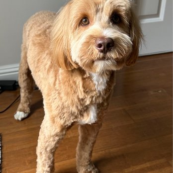 PETSMART - Updated June 2024 - 128 Photos & 179 Reviews - 730 S ...