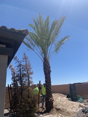 MOON VALLEY NURSERIES TREE SERVICE - Updated July 2024 - 46 Photos & 87 ...