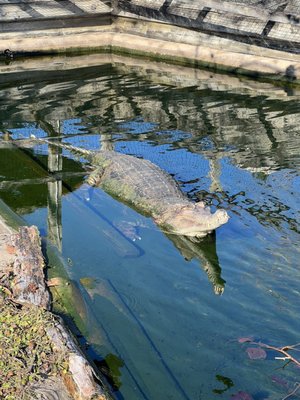 ALLIGATOR ADVENTURE - 597 Photos & 205 Reviews - 4604 Hwy 17 S, North ...