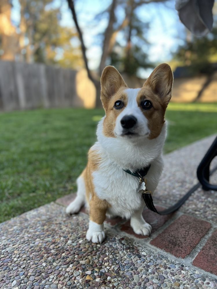 BAY AREA CORGIS - Updated September 2024 - 110 Photos & 16 Reviews ...