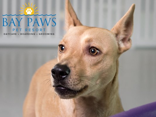 BAY PAWS PET RESORT - Updated May 2025 - 40 Photos & 46 Reviews - 13662 ...