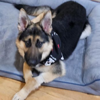 HYDRODOG BERT - Updated January 2026 - 34 Photos & 22 Reviews - Redmond ...