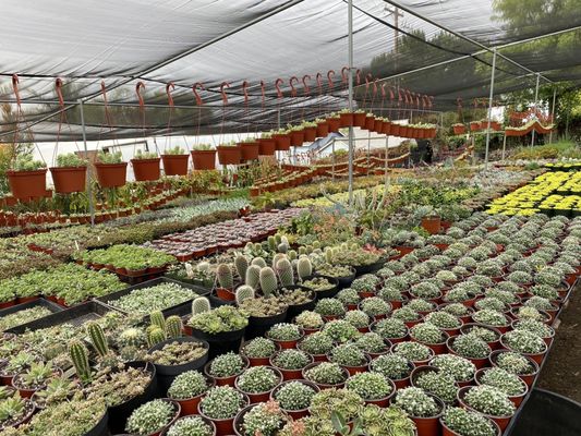 M&J NURSERY - Updated February 2025 - 44 Photos & 17 Reviews - 247 E ...