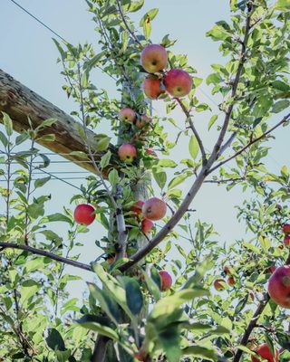 APPLEBERRY FARM - Updated June 2024 - 31 Photos & 12 Reviews - 8079 ...