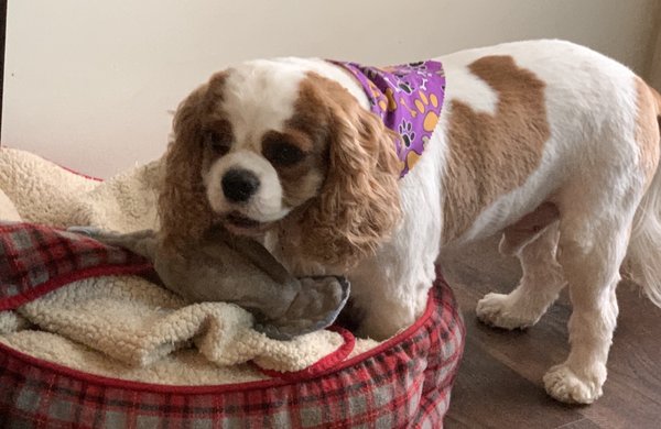 PRIMP MY POOCH PET SALON - Updated September 2024 - 60 Photos & 18 ...