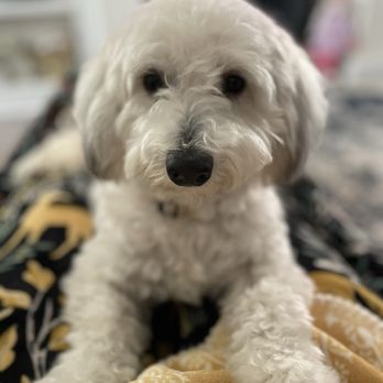 DYNAMITE DOGS TRAINING & GROOMING - Updated July 2025 - 38 Photos & 19 ...