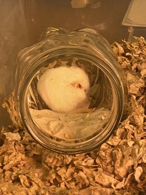 WEST COAST HAMSTERS - Updated December 2025 - San Diego, California ...