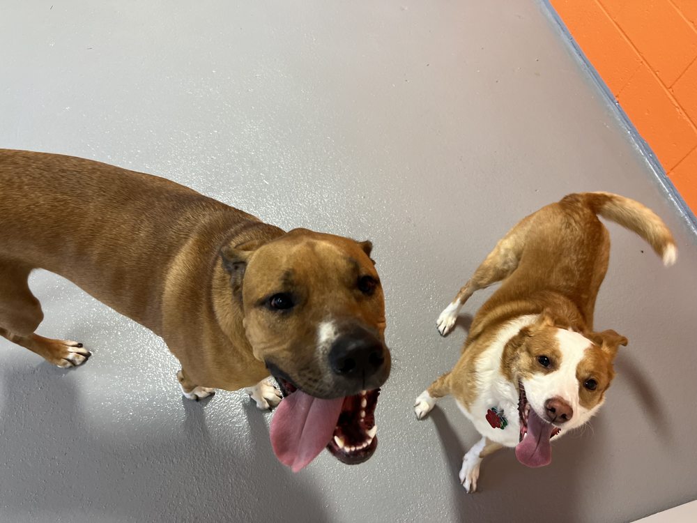 PAWS OFF LEASH - Updated August 2025 - Request Information - 17 N Main ...