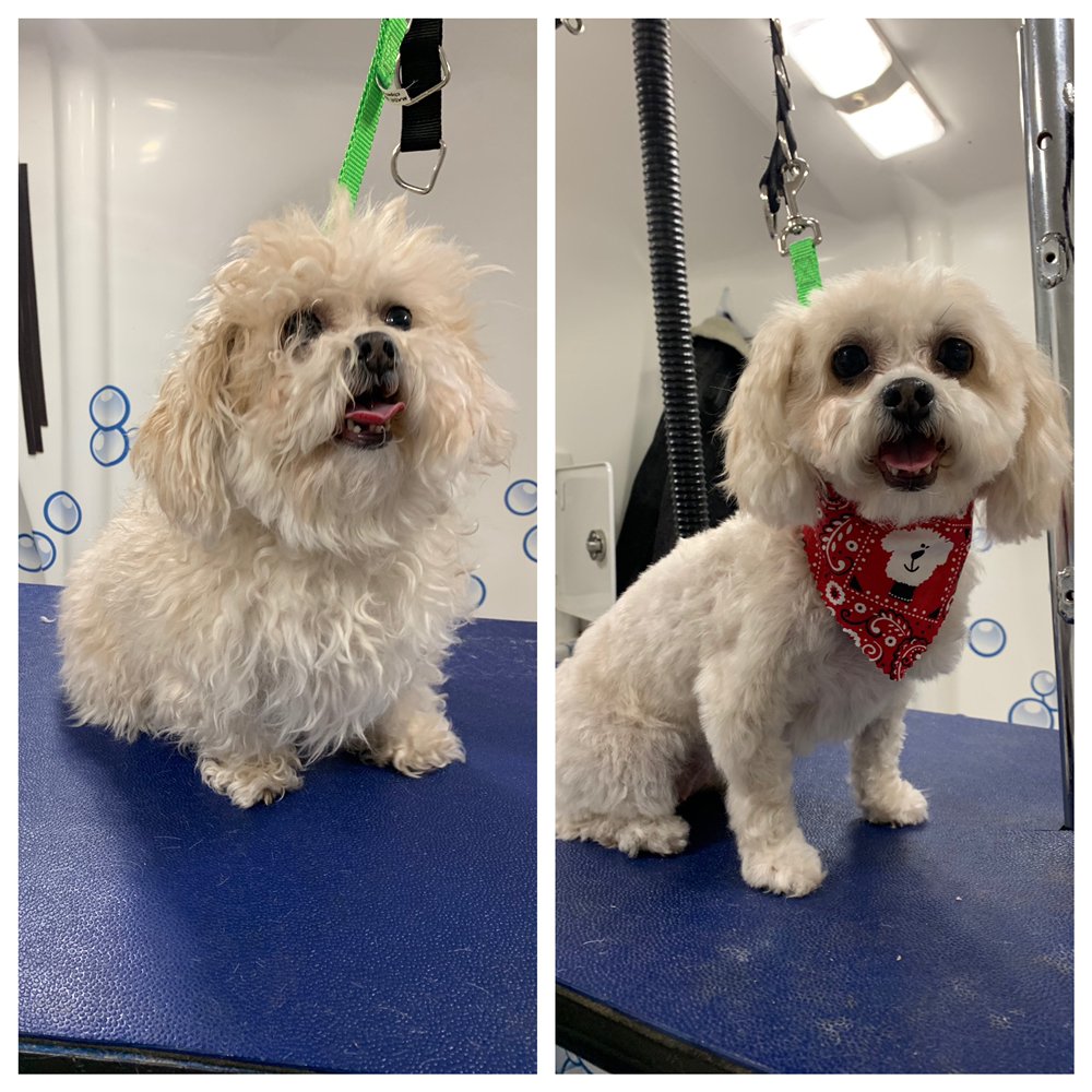 HYDRODOG BERT - Updated June 2025 - 34 Photos & 19 Reviews - Redmond ...