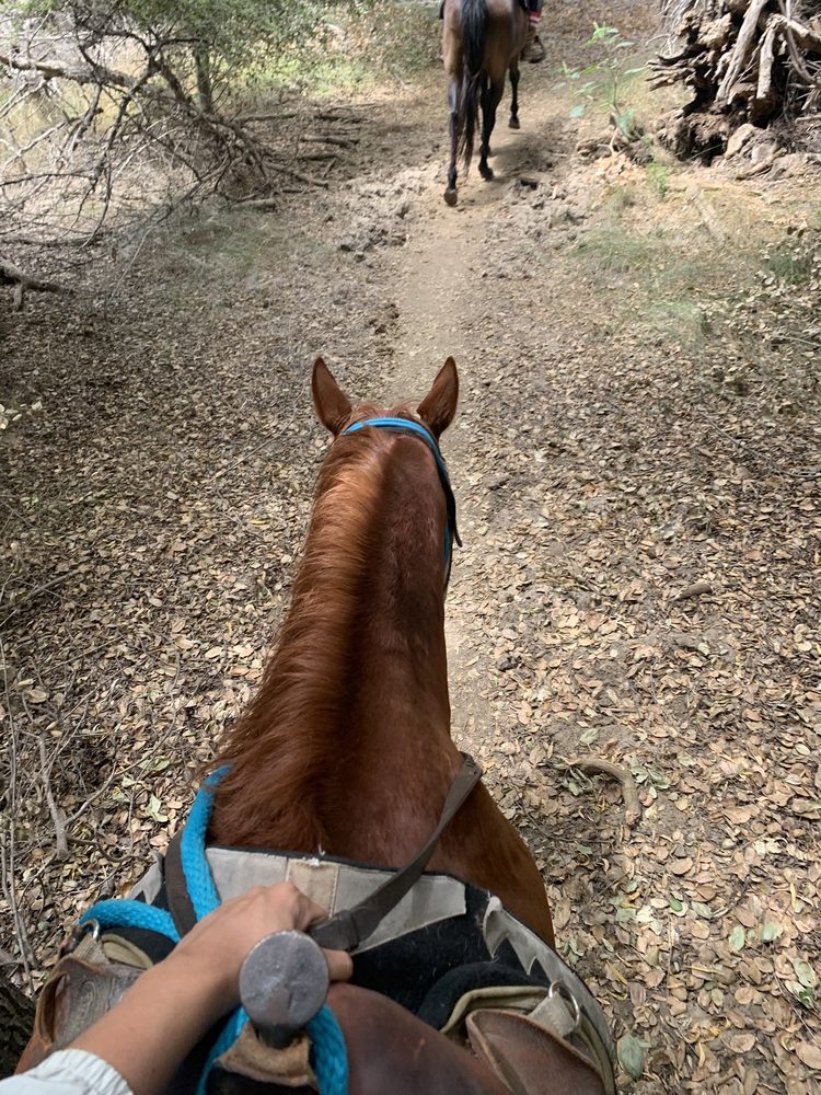 VIN HESTEN TRAIL RIDES - Updated October 2024 - 84 Photos & 197 Reviews ...