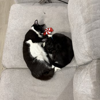 MINI CAT TOWN - MILPITAS - Updated December 2025 - 93 Photos & 34 ...