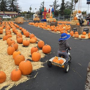 PATCHEN PUMPKIN PATCH - Updated December 2025 - 108 Photos & 46 Reviews ...