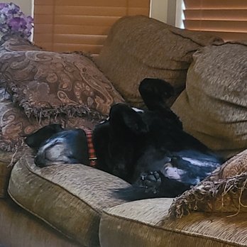 ADVANTAGE VETERINARY CENTER - Updated September 2025 - 17 Photos & 29 ...