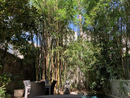 HOUSTON BAMBOO NURSERY - 59 Photos & 20 Reviews - 10815 Leitz Rd ...