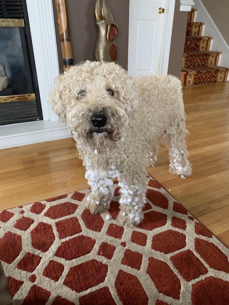 LOCHOPT KENNELS - Updated August 2025 - 2582 Slaterville Rd ...