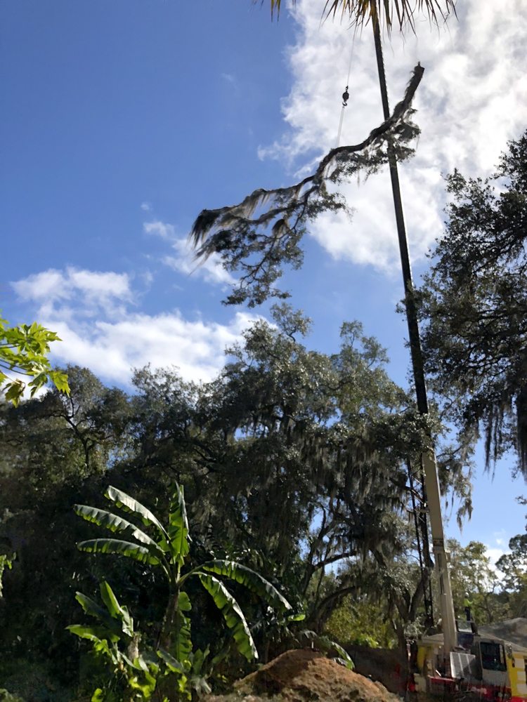 MONSTER TREE SERVICE - Updated January 2025 - 25 Photos - 15736 Seaton ...