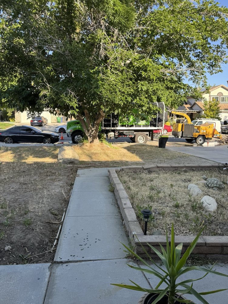 UFO TREE TRIMMING - Updated December 2024 - 61 Photos & 13 Reviews ...