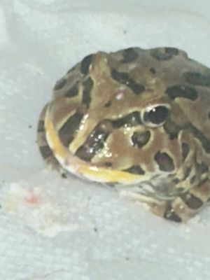 DFW REPTARIUM - Updated April 2025 - 93 Photos & 93 Reviews - 2220 Coit ...