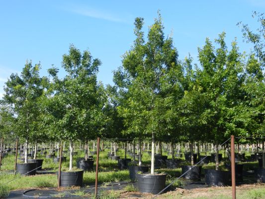 FANNIN TREE FARM - Updated December 2025 - 44 Photos & 70 Reviews ...