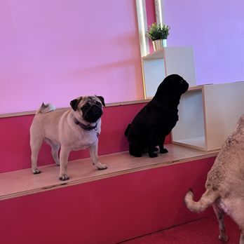 CUPPA PUG - Updated May 2025 - 166 Photos & 58 Reviews - 607 W 9th Ave ...