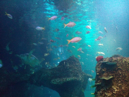 SEA LIFE MANCHESTER - Updated September 2024 - Barton Square, The ...