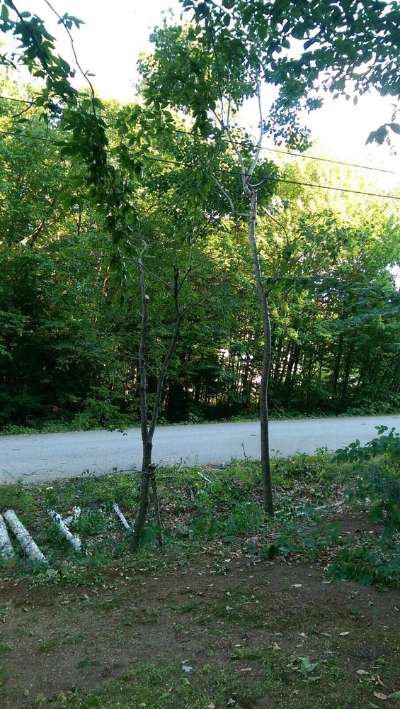 LUCAS TREE EXPERTS - Updated July 2024 - 25 Photos - 636 Riverside St ...