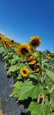 ROCKBERRY RANCH - Updated January 2026 - 167 Photos & 23 Reviews - 995W ...