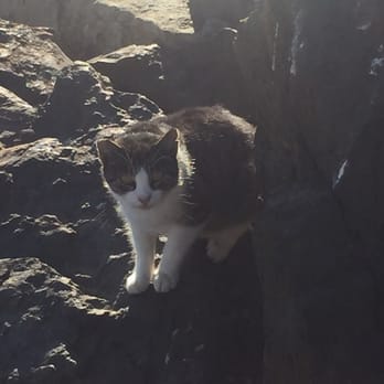 CAT JETTY - Updated June 2025 - 157 Photos & 14 Reviews - 2510 Quivira ...