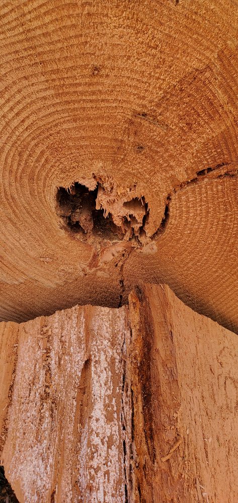 ALEX TREE SERVICE - Updated October 2025 - 24 Photos & 10 Reviews - 744 ...