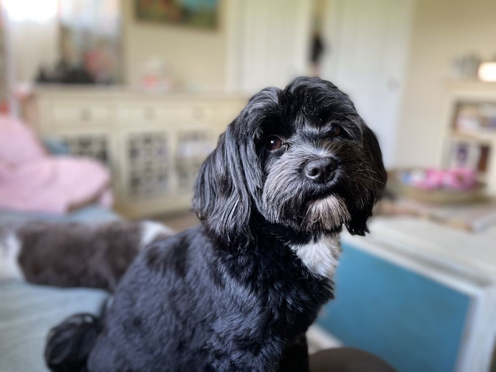 YUPPY PUPPY HAVANESE - Updated December 2025 - 21 Photos & 19 Reviews ...