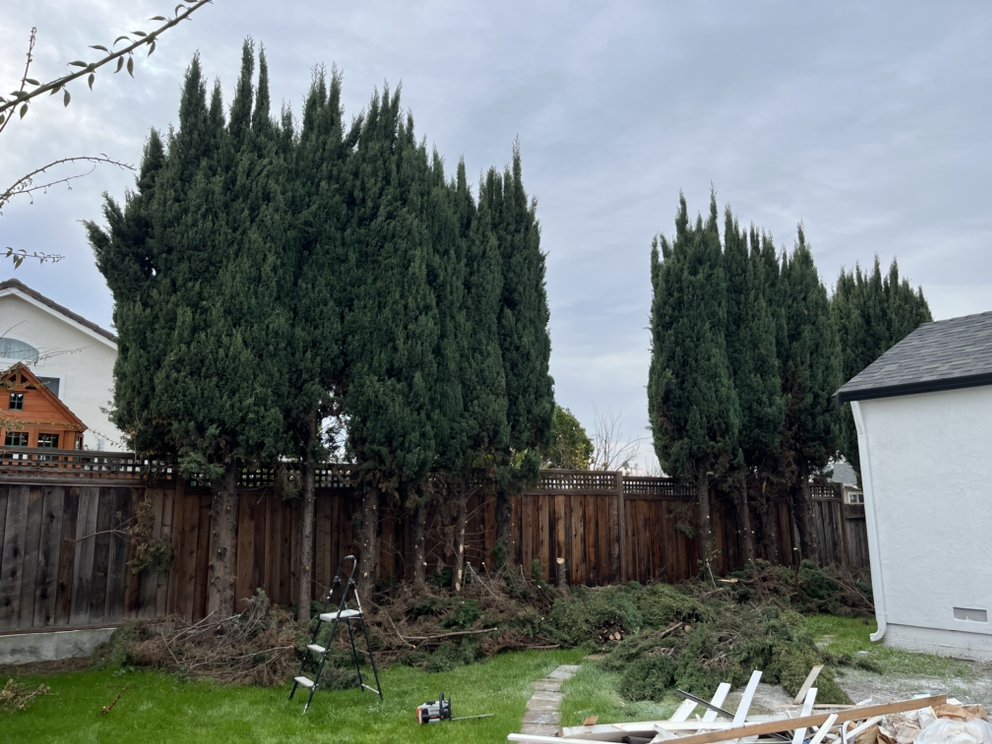 MATEO’S TREE SERVICE - San Jose, California - Tree Services - Phone ...
