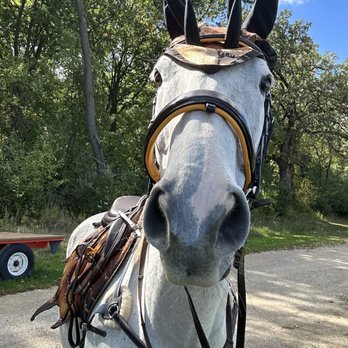 BARRINGTON EQUINE CENTER - Updated December 2025 - 25718 W Il Route 22 ...