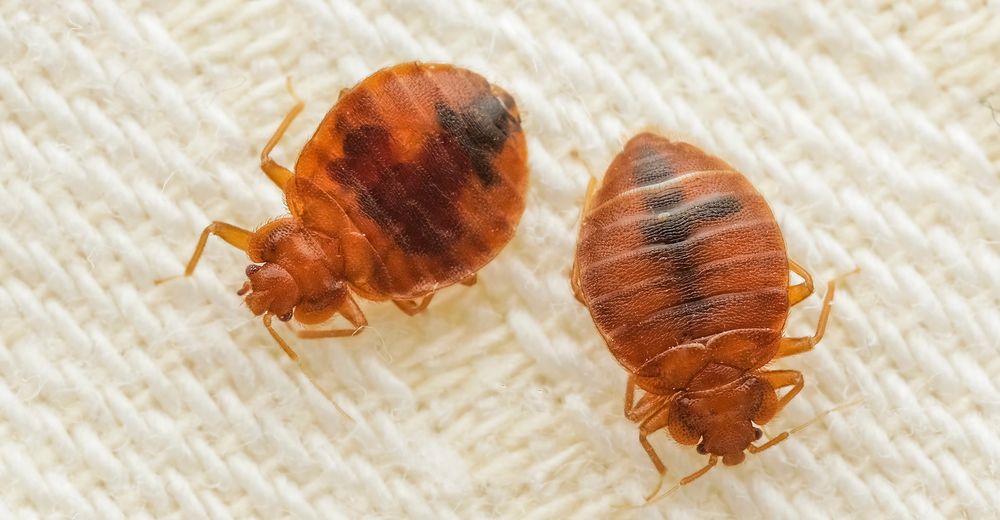 BED BUG PLUS STORE - Updated April 2025 - Request a Quote - 7602 N Western Ave, Nichols Hills ...