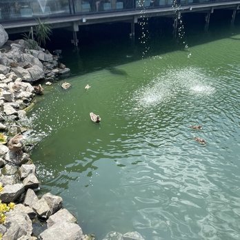 ANTHONY’S FISH GROTTO - Updated March 2025 - 1437 Photos & 1700 Reviews ...