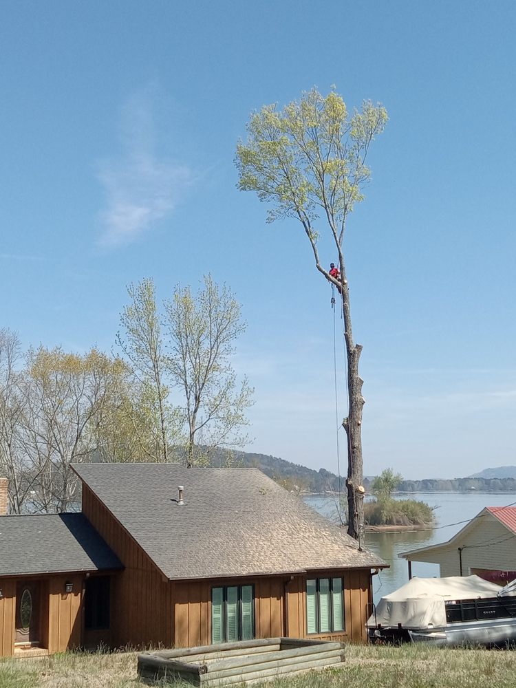 SWINGIN’ DS TREES & OUTDOOR SERVICES - Updated December 2025 - 49 ...