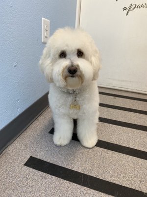 THE DOG BARBER - Updated April 2025 - 158 Photos & 232 Reviews - 1903 ...