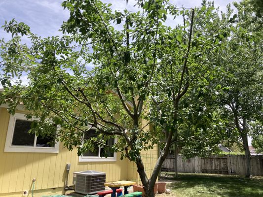 BEAR MOUNTAIN ARBORIST - Updated January 2026 - 162 Photos & 25 Reviews ...