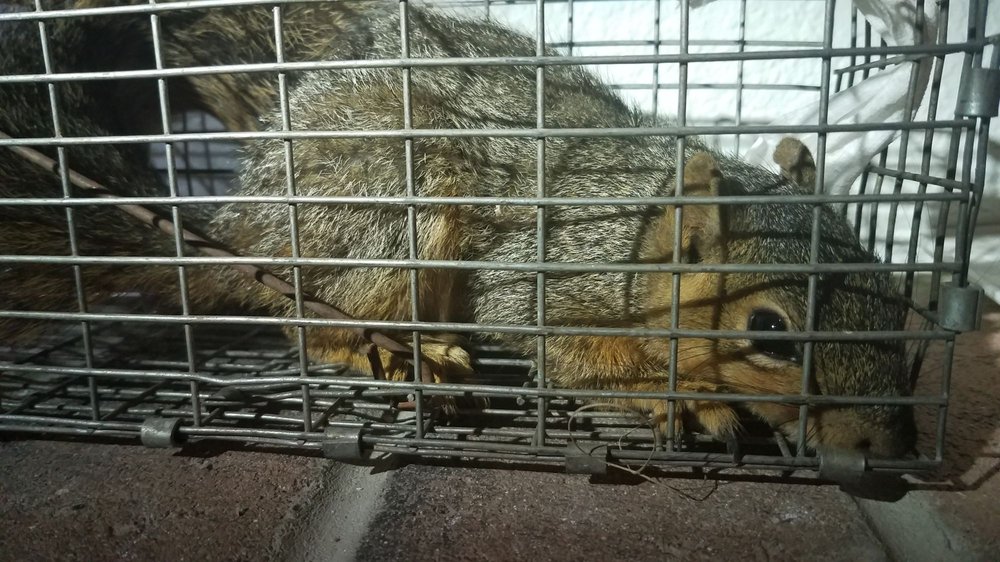 ANIMAL DAMAGE CONTROL - Updated July 2025 - 46 Reviews - Walnut Creek ...