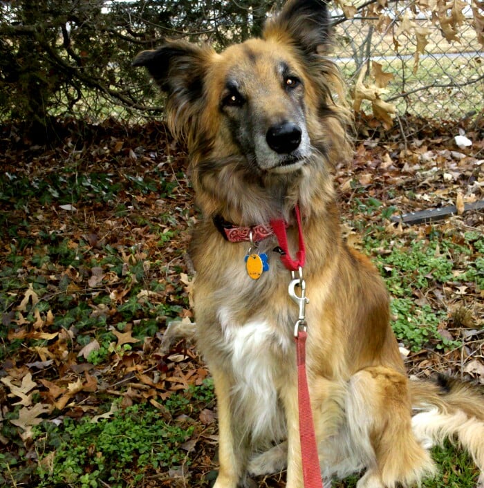 ARLINGTON DOG WALKERS - Updated January 2025 - Arlington, Virginia ...