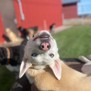 PETS R INN FM - Updated April 2025 - 10 Reviews - 3902 13th Ave S ...