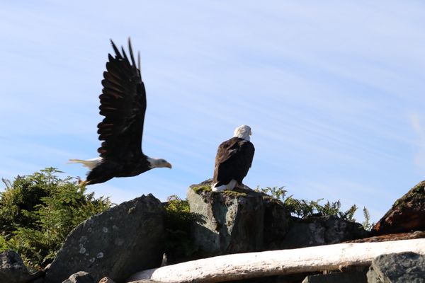 KETCHIKAN DUCK TOUR - Updated December 2025 - 414 Photos & 331 Reviews ...