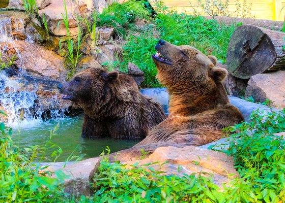 TIGER WORLD - 376 Photos & 101 Reviews - 4400 Cook Rd, Rockwell, North ...