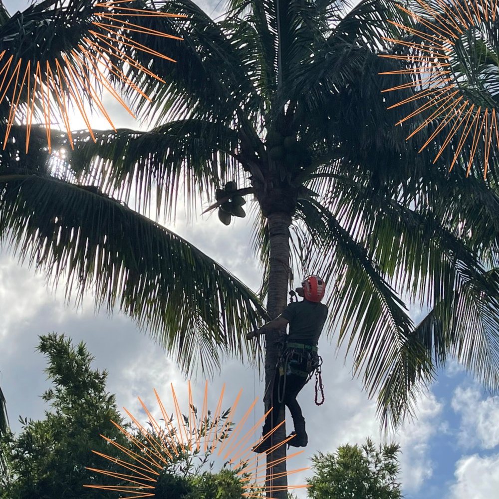 MONSTER TREE SERVICE OF GREATER BOCA RATON - Updated July 2025 - 14 ...