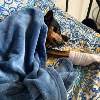 COLORADO STATE UNIVERSITY VETERINARY TEACHING HOSPITAL - Updated ...