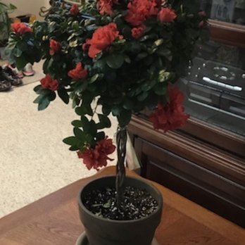 OBERER’S FLOWERS - Updated April 2025 - 58 Photos & 93 Reviews - 1448 ...