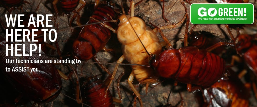 ZENITH ENVIRONMENTAL PEST CONTROL - Updated January 2025 - 1534 ...