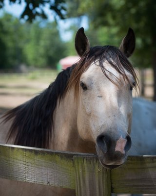 ANGELS GROVE RANCH - Updated August 2025 - 81270 Katie Ln, Bush ...